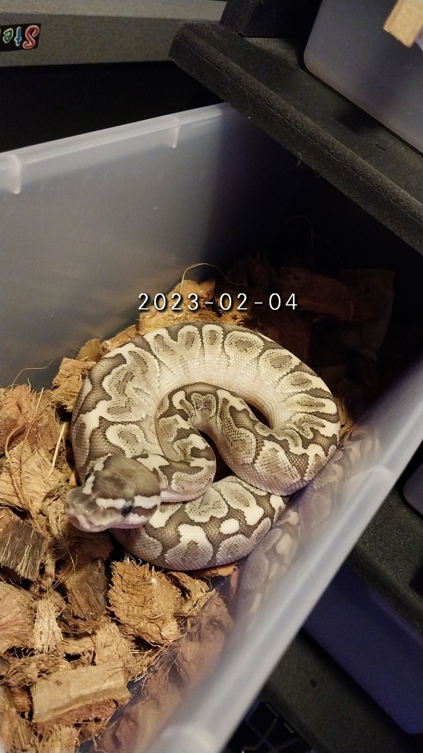 Bamboo 100% Het Clown Ball Python by Coldbloodedcrowe - MorphMarket