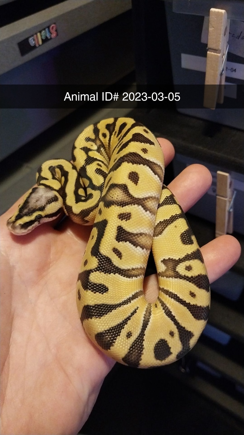 Super Pastel (OD) 100% Double Het DG Clown Ball Python by ...