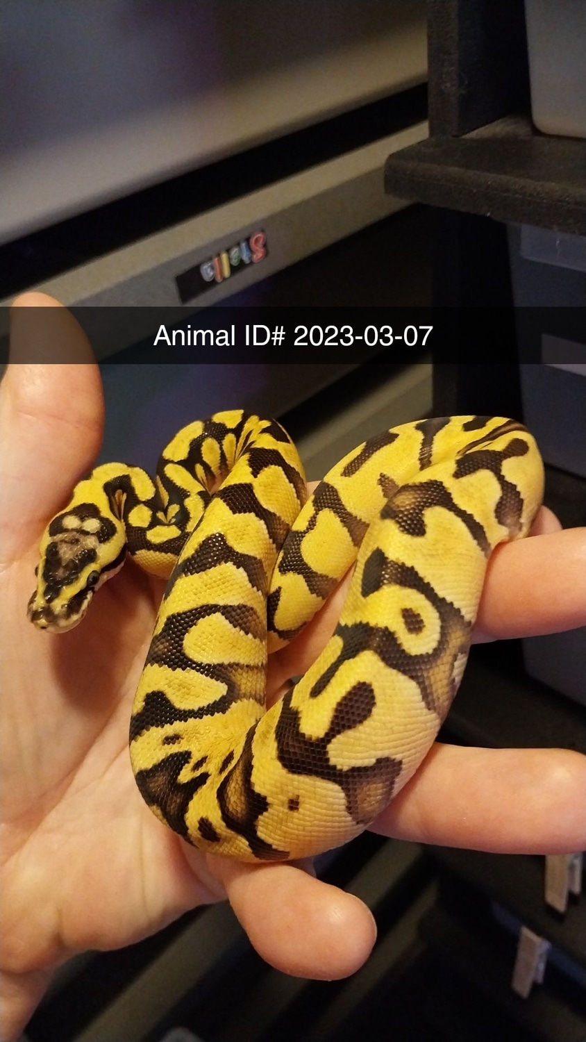 Pastel Enchi OD 100% Double Het DG Clown Ball Python by Coldbloodedcrowe - MorphMarket