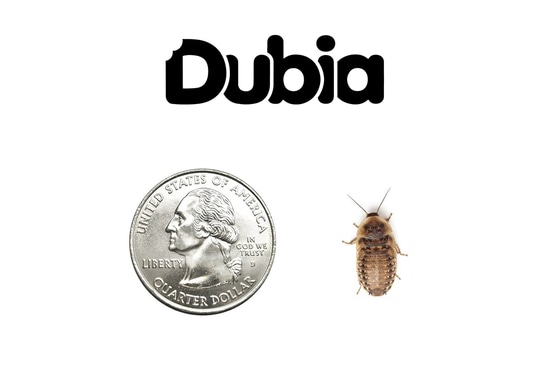 Medium 5/8" Dubia - 400 Cockroach by Dubia.com