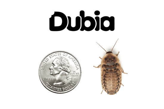 Large 1" Dubia -1000 Cockroach by Dubia.com