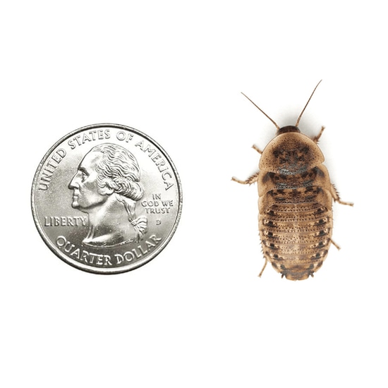 Large 1" Dubia - 100 Cockroach by Dubia.com