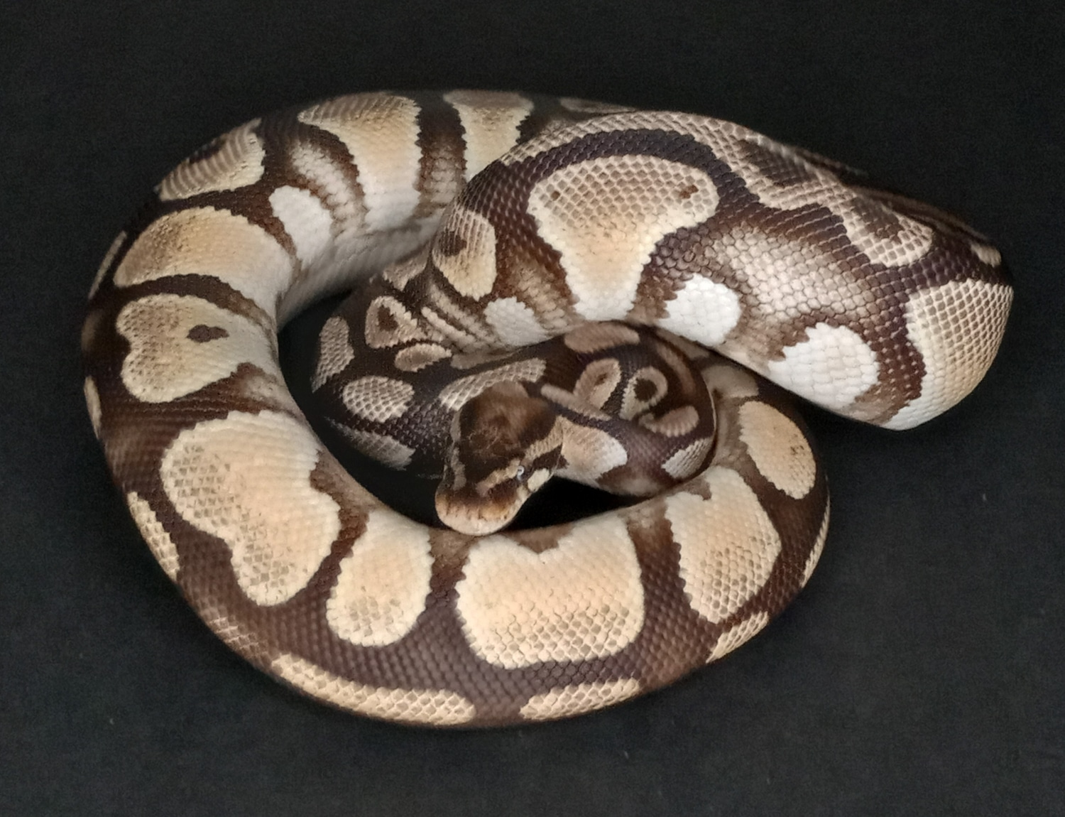 Super OD Ball Python by American Dream Reptiles - MorphMarket