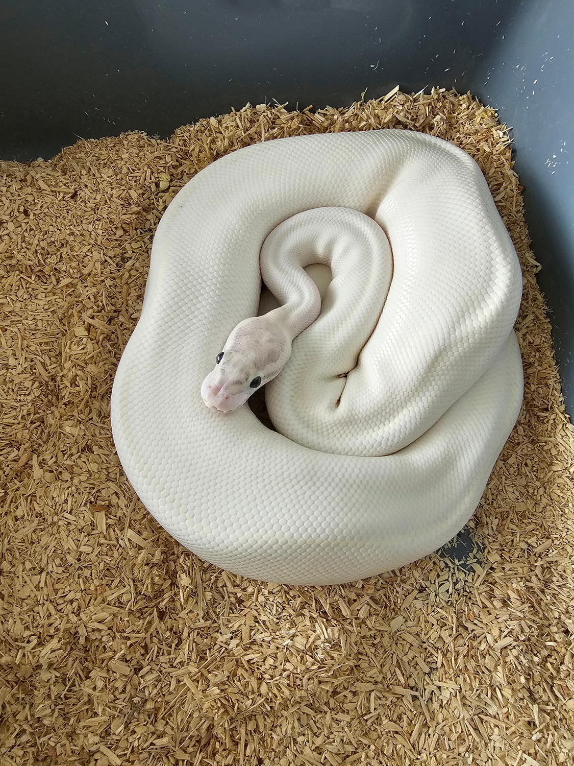 Ivory Ball Python by DuchessReptiles - MorphMarket
