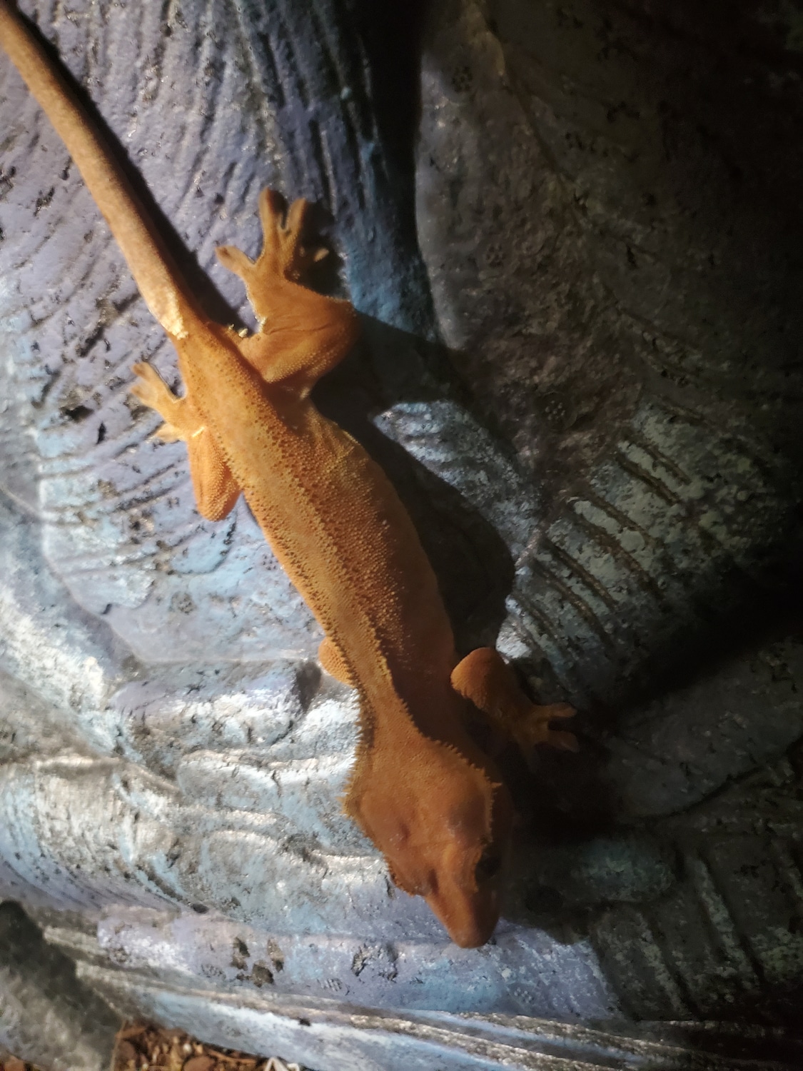 Bicolor Red Orange Female Crested Gecko by Mad Cap Dragons - MorphMarket