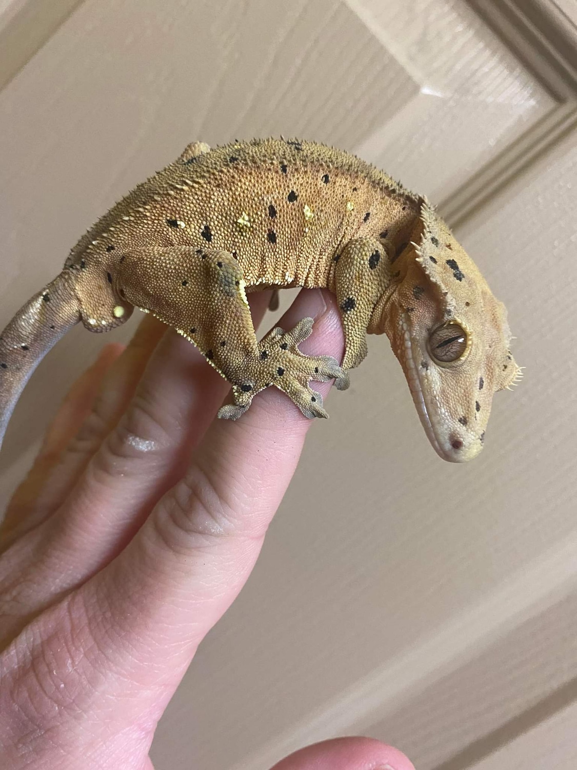 Bicolor Red Super Dal Crested Gecko by Mad Cap Dragons - MorphMarket