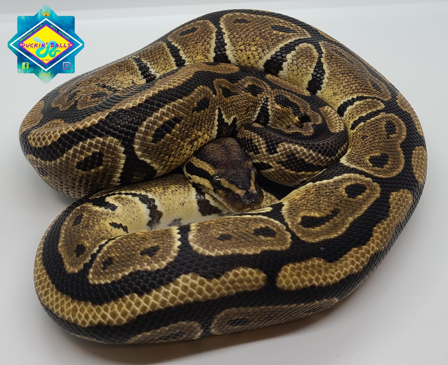 Specter Ball Python by Duckin' Balls - MorphMarket