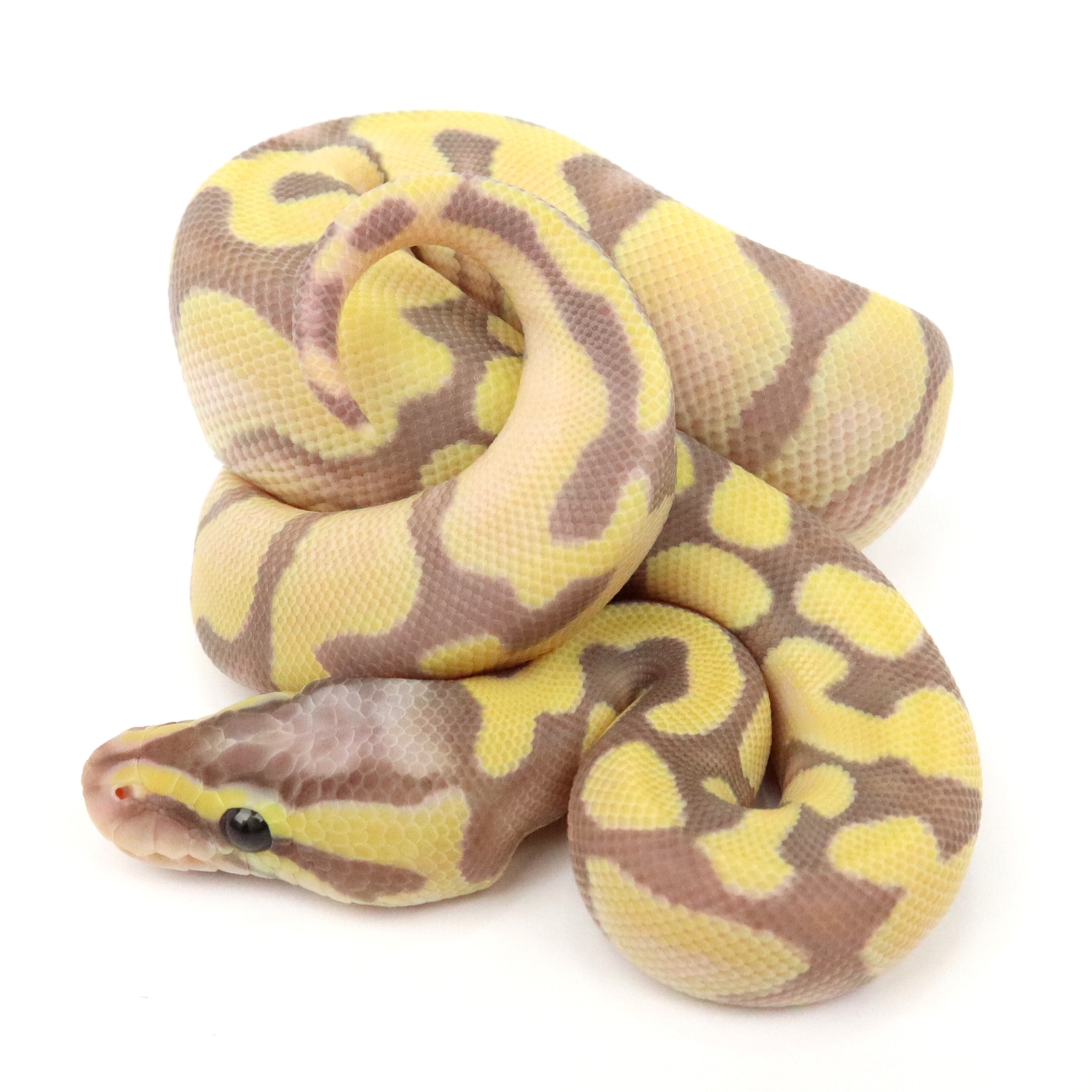 Pastel Enchi Banana Desert Ghost Ball Python by Valley Heat - MorphMarket