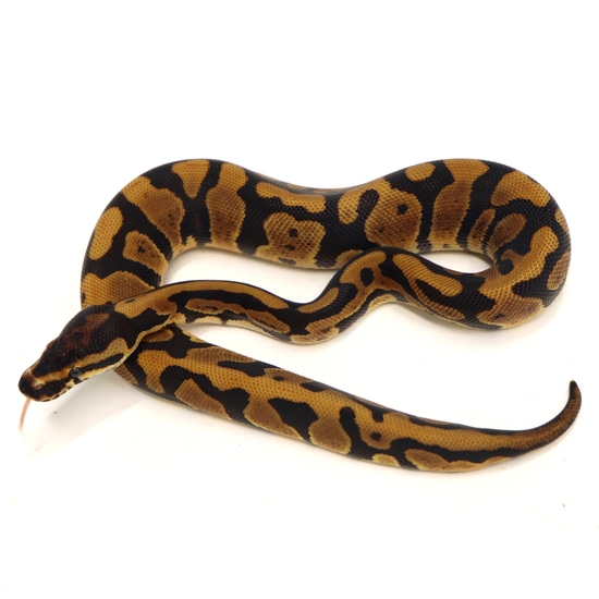Confusion Triple Het Desert Ghost Hypo Clown Ball Python by Valley Heat