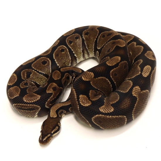 Nr Mandarin Het Hypo Ball Python by Valley Heat