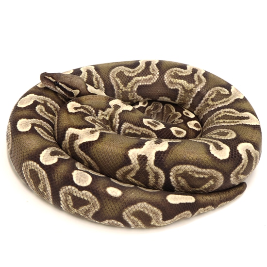 GHI Desert Ghost -Proven Breeder Ball Python by Valley Heat
