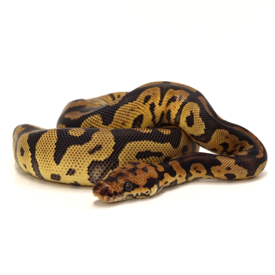 Confusion Clown Het Desert Ghost Het Hypo Ball Python by Valley Heat