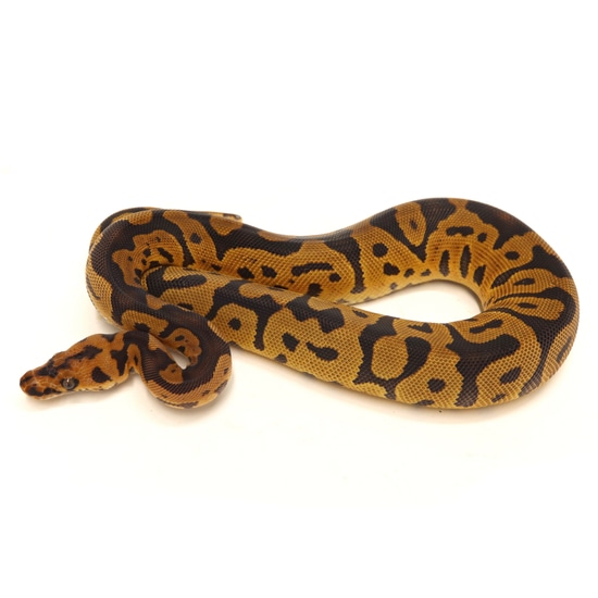 Confusion Clown Ball Python by Valley Heat