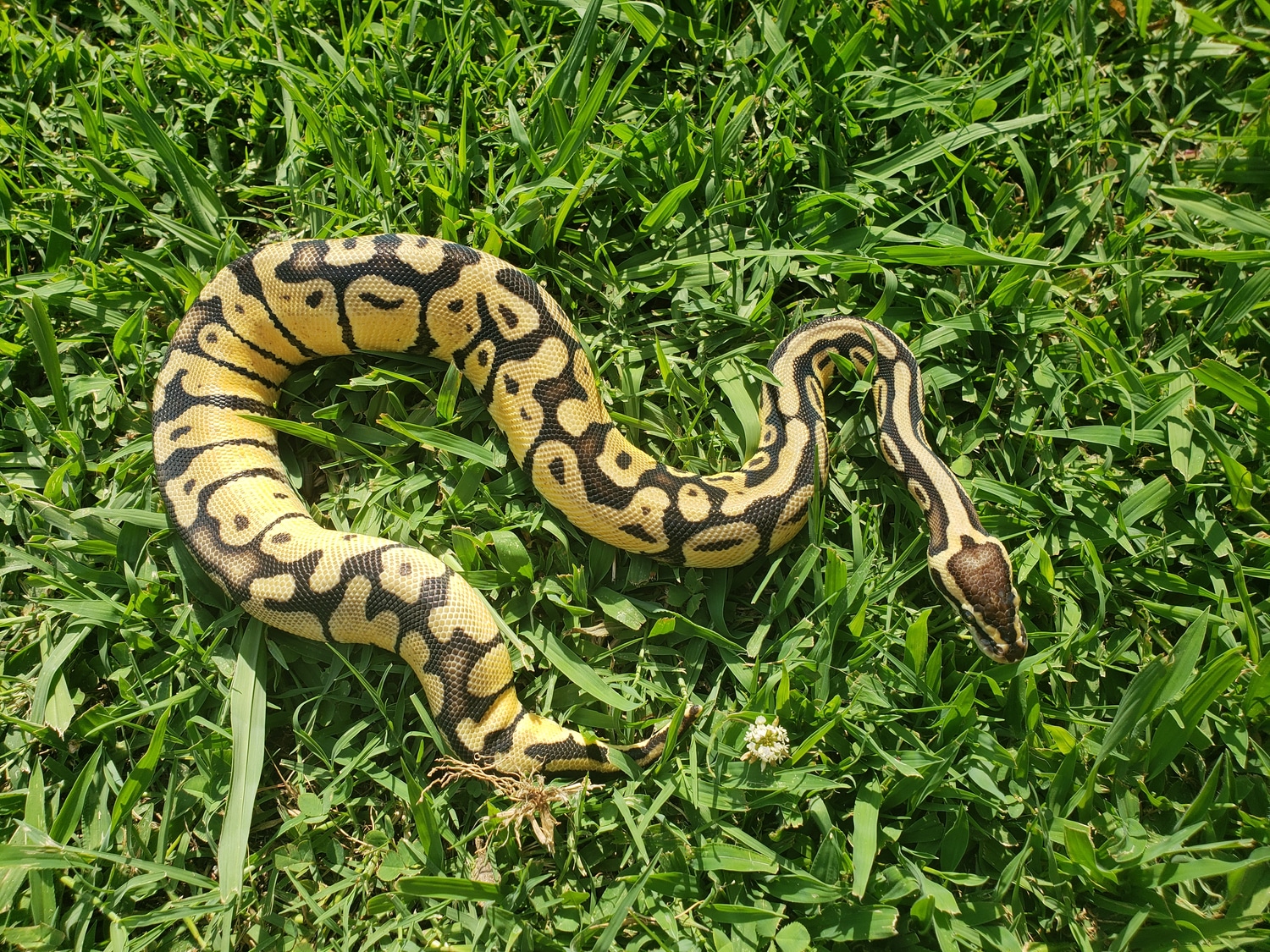 Firefly Ball Python by Rhaclotheria - MorphMarket