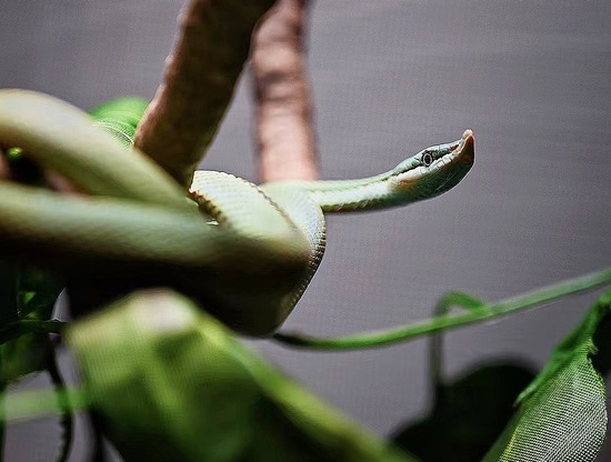 Blue Baron Racer More Colubrid by Duo reptiles