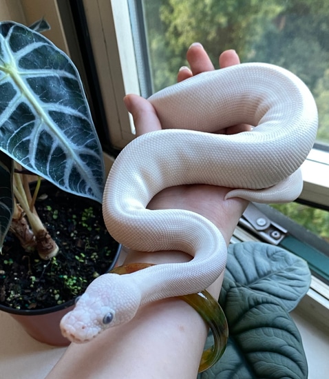 Bel Mojave Lesser Ball Python by Duo reptiles