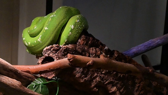Aru Green Tree Python by Duo reptiles