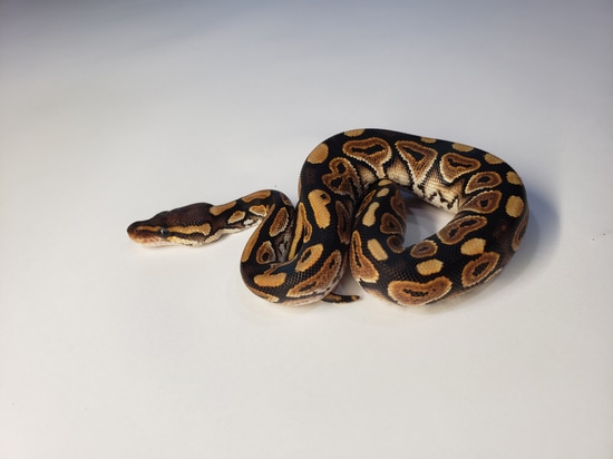 Cinnamon Yellowbelly Ball Python by Mr. Balls