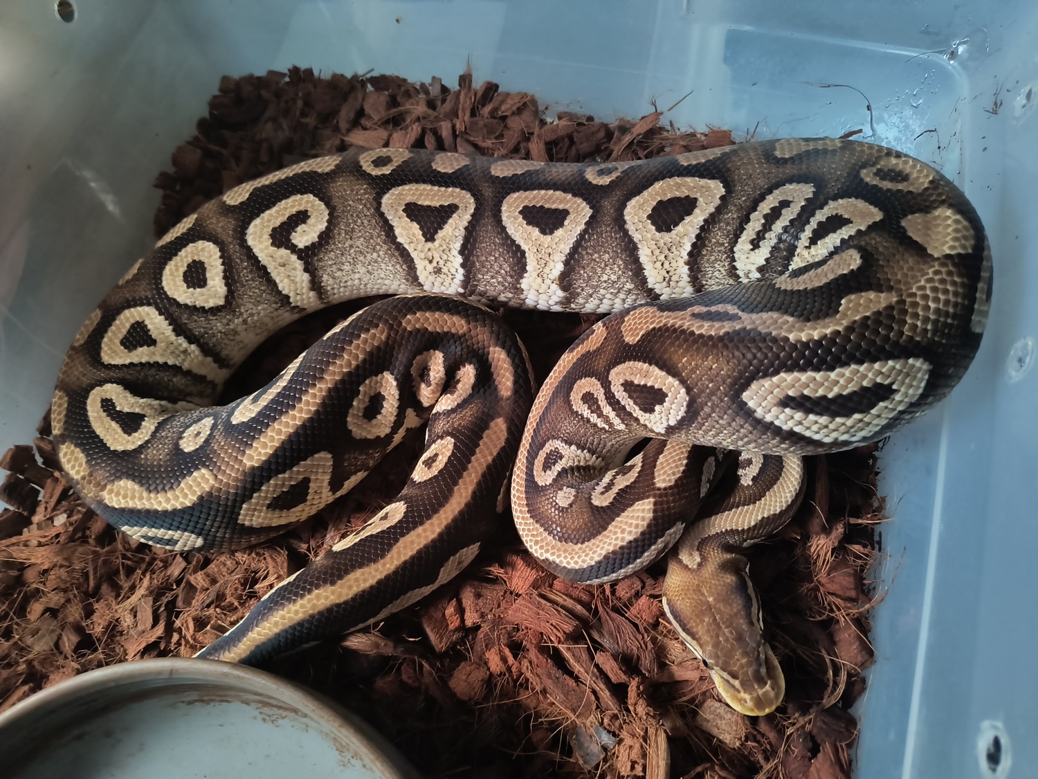 Mystic Pastel Ball Python by Mr. Balls - MorphMarket