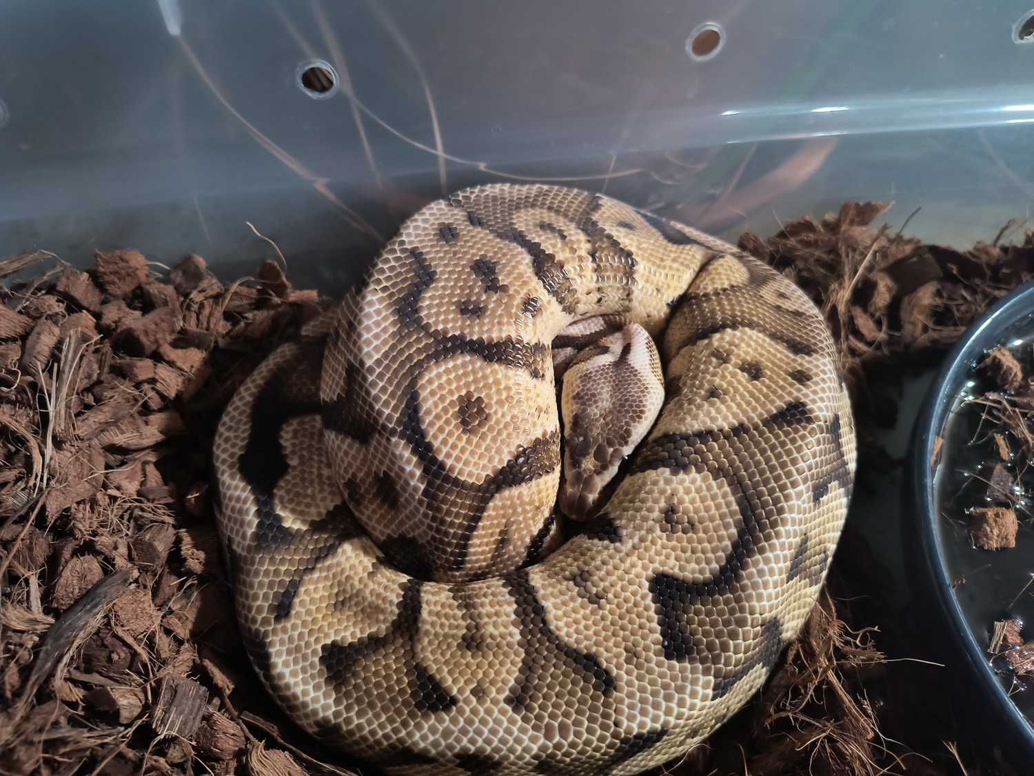 Firefly Ball Python by Mr. Balls - MorphMarket