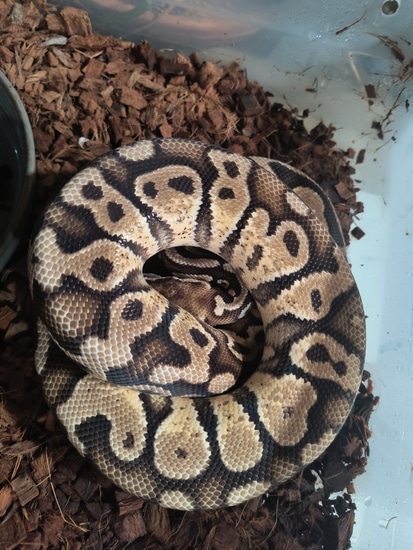 Firefly Ball Python by Mr. Balls