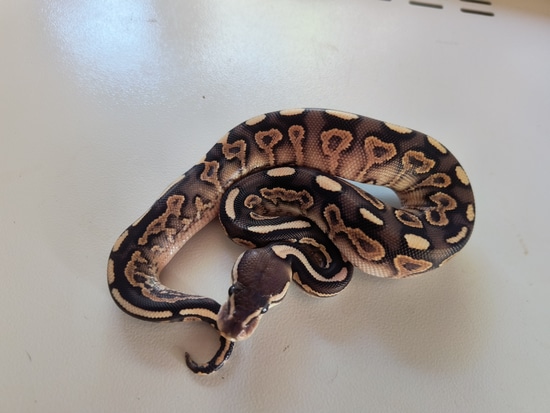 Cinnamon Yellowbelly/gravel Ball Python by Mr. Balls