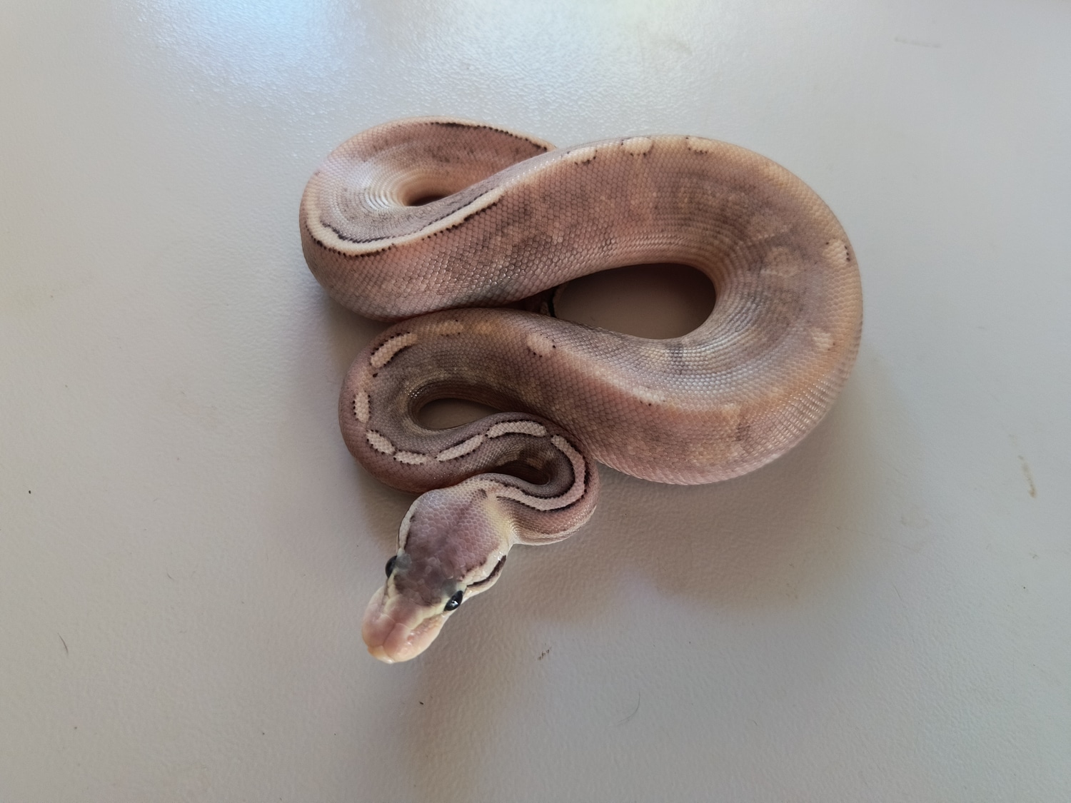 Super Pastel Ghi Cinnamon Yellowbelly/gravel Ball Python by Mr. Balls ...