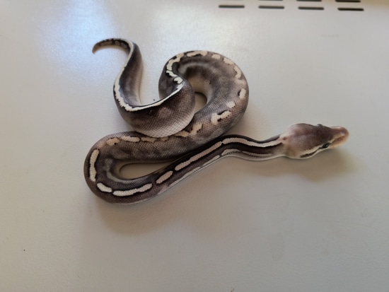 Ghi Mojave Blackhead Pastel Yellowbelly/gravel Ball Python by Mr. Balls