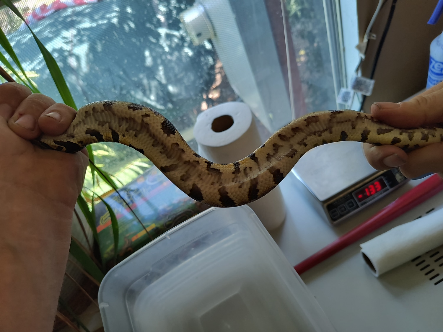 Pos Confusion Ball Python by Mr. Balls - MorphMarket