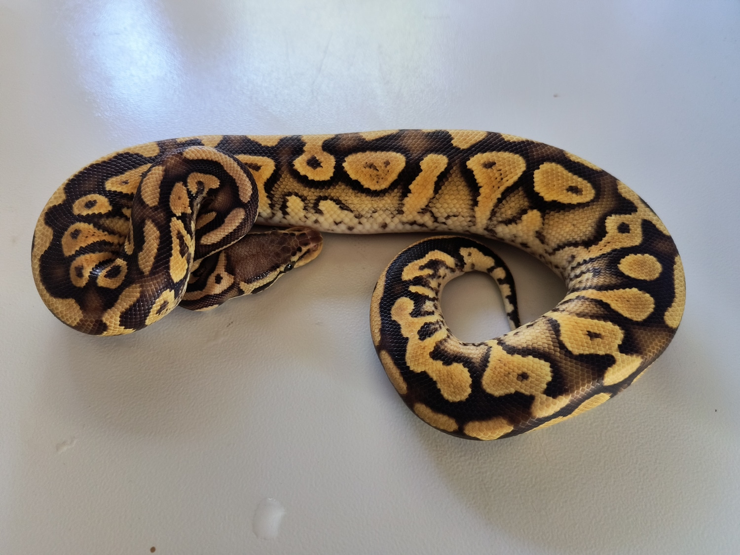 Pastel Yellowbelly/gravel Mojave Ball Python by Mr. Balls - MorphMarket