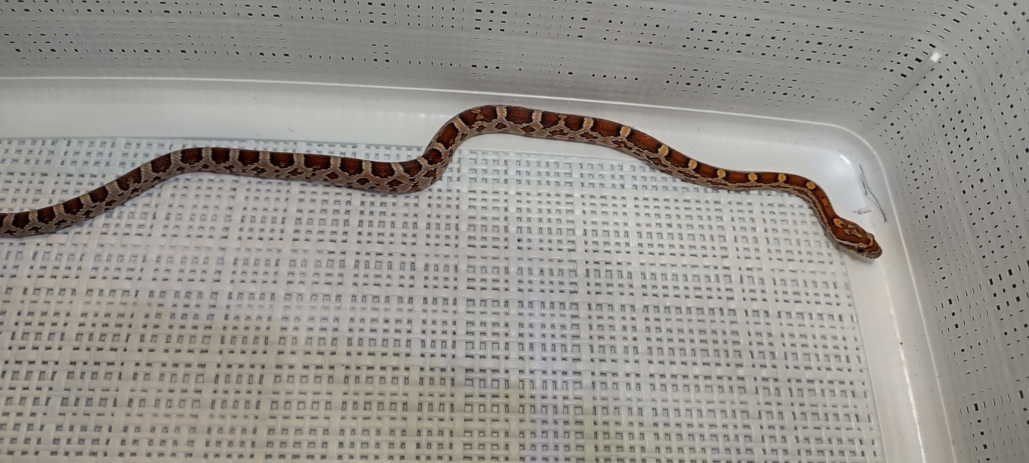 Normal Corn Snake by Lake County Reptiles - MorphMarket