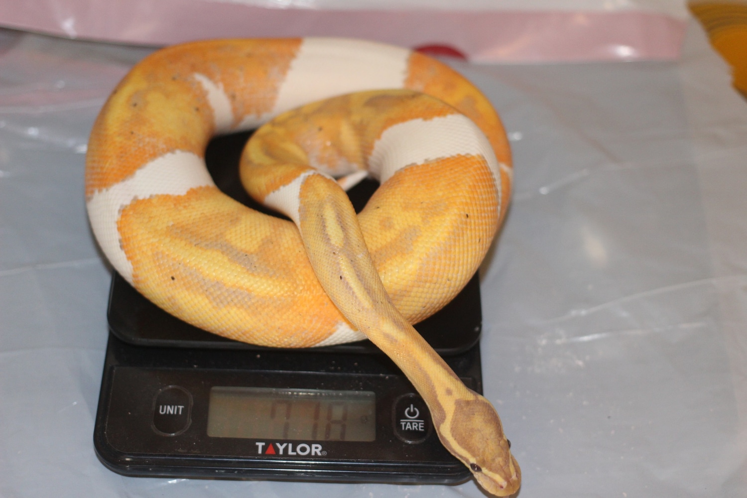 Banana/Coral Glow Piebald Ball Python by 3:16 Exotics - MorphMarket