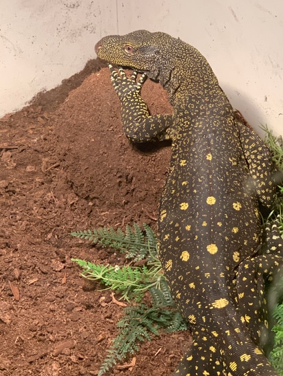 Crocodile Monitor by Duke’s reptiles