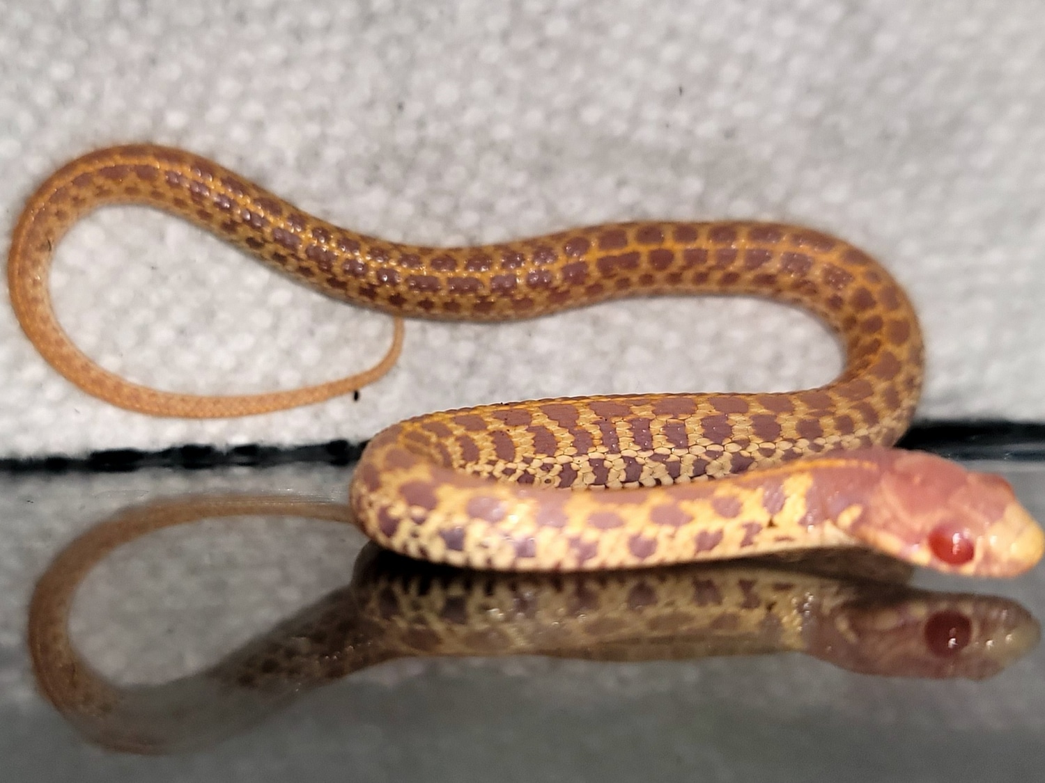 2021 Albino Checkered Garter $125 Garter Snake by DunnDee Farms ...