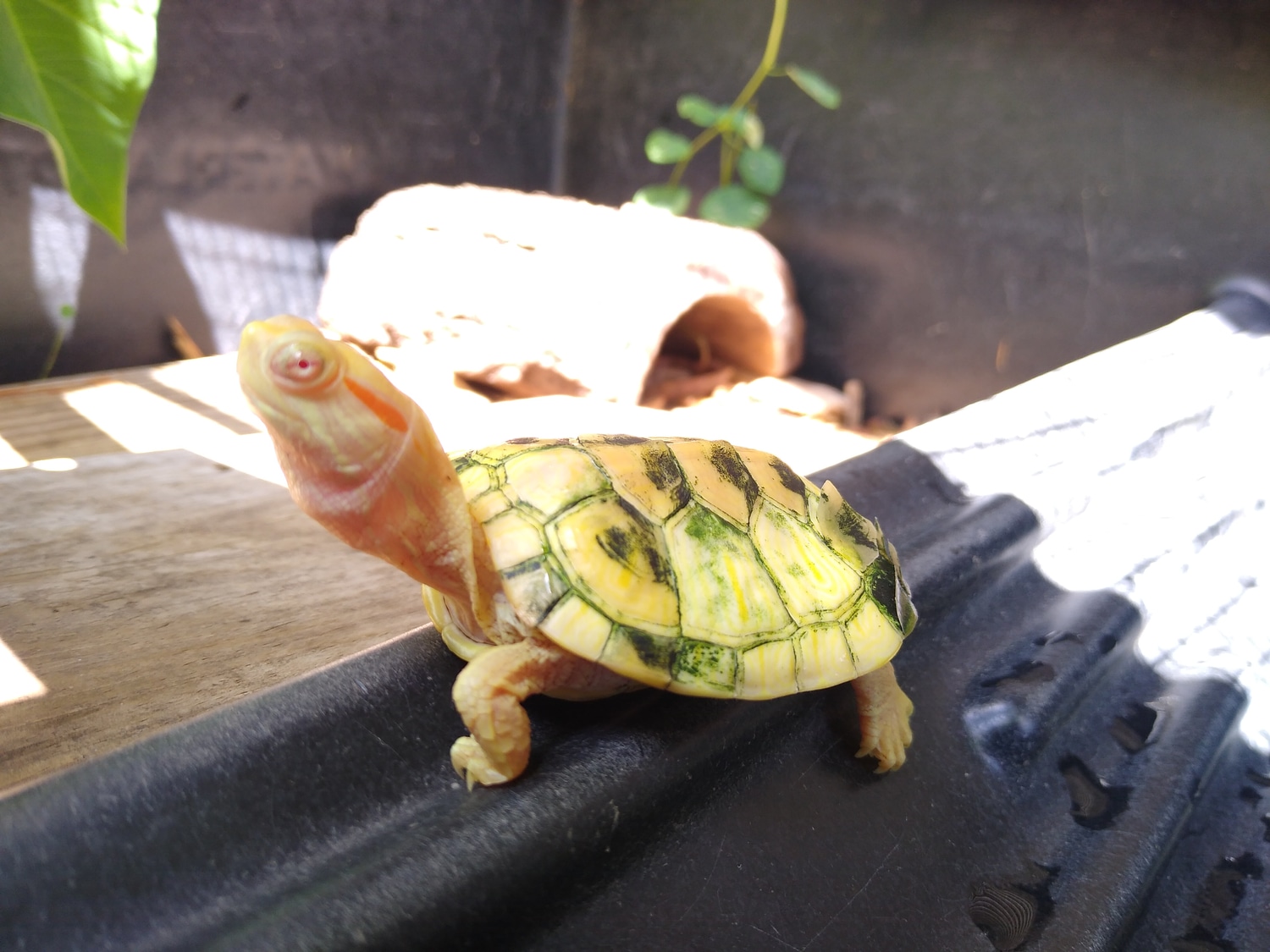 Red Ear Albino Sliders Oklahoma Strain $150 Slider Turtle by DunnDee ...