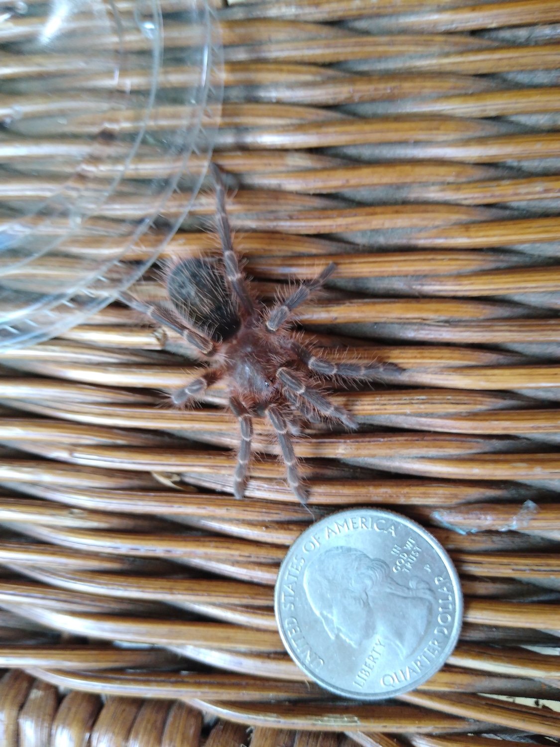 Giant Chaco Golden Knee Yearling Tarantula by DunnDee Farms - MorphMarket