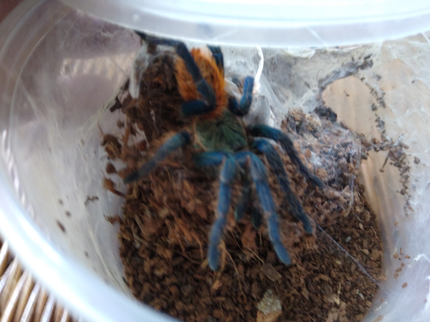 Green Bottle Blue Tarantula by DunnDee Farms - MorphMarket