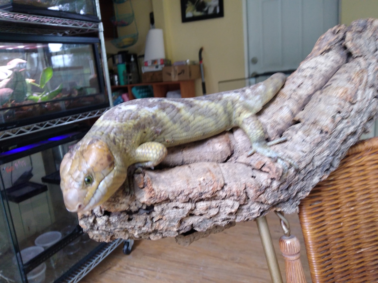 Monkey Tail Skink LTC Monkey-tailed Skink by DunnDee Farms - MorphMarket