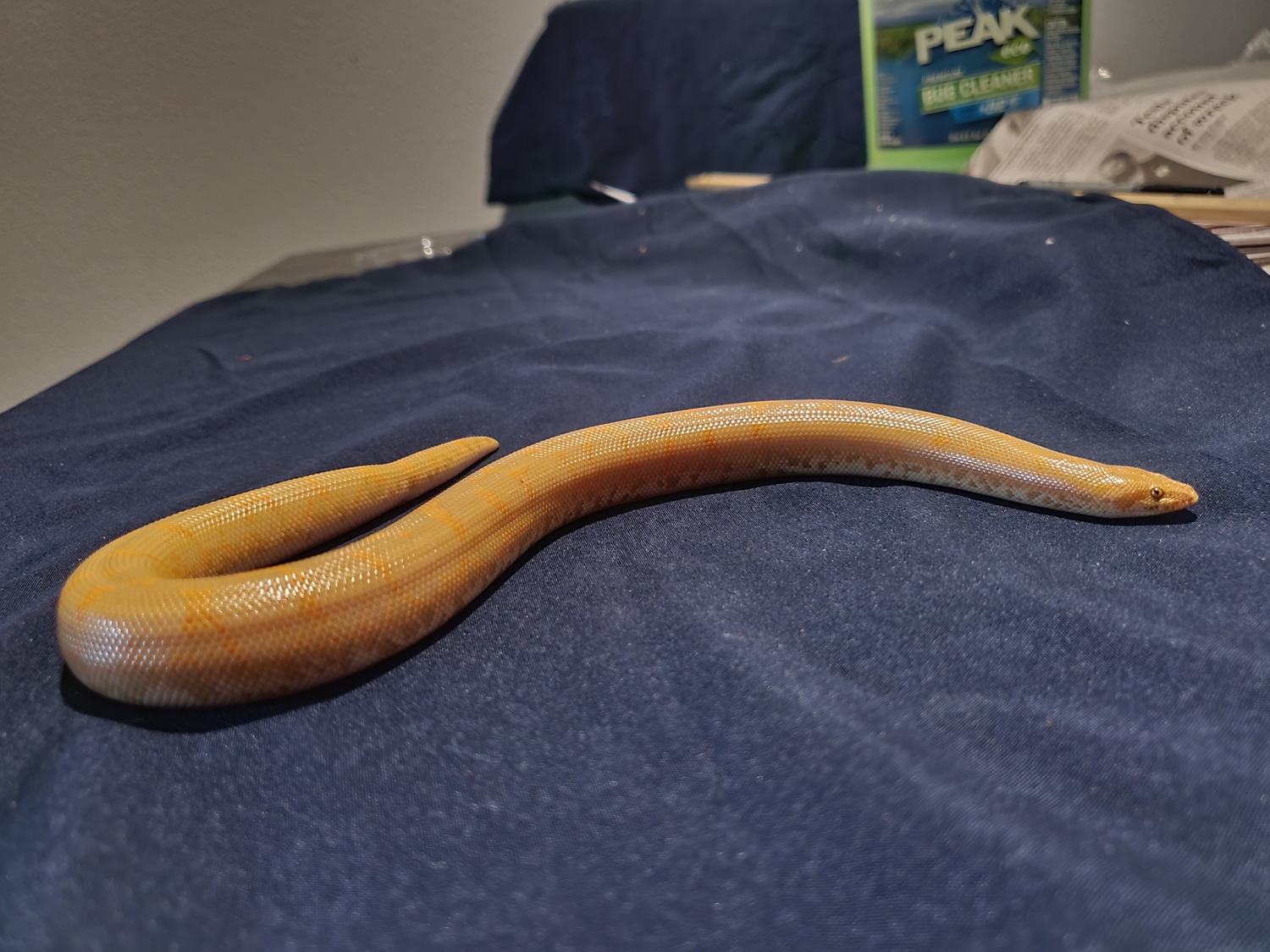 Albino Kenyan Sand Boa by Birdytown Exotics - MorphMarket