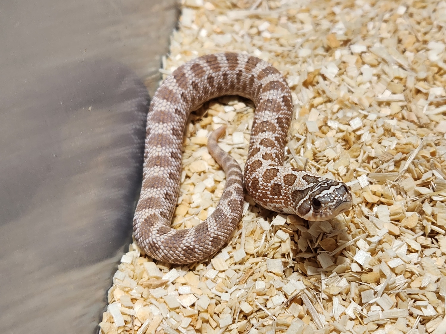 Lavender Arctic Het Coral Western Hognose by DJs Herps - MorphMarket