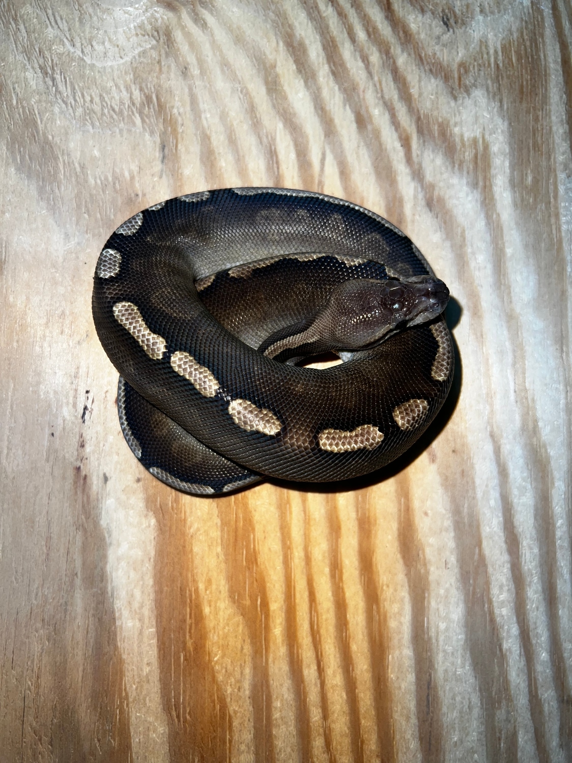 Ghi Black Pastel Mojave Ball Python by Kings royalz - MorphMarket