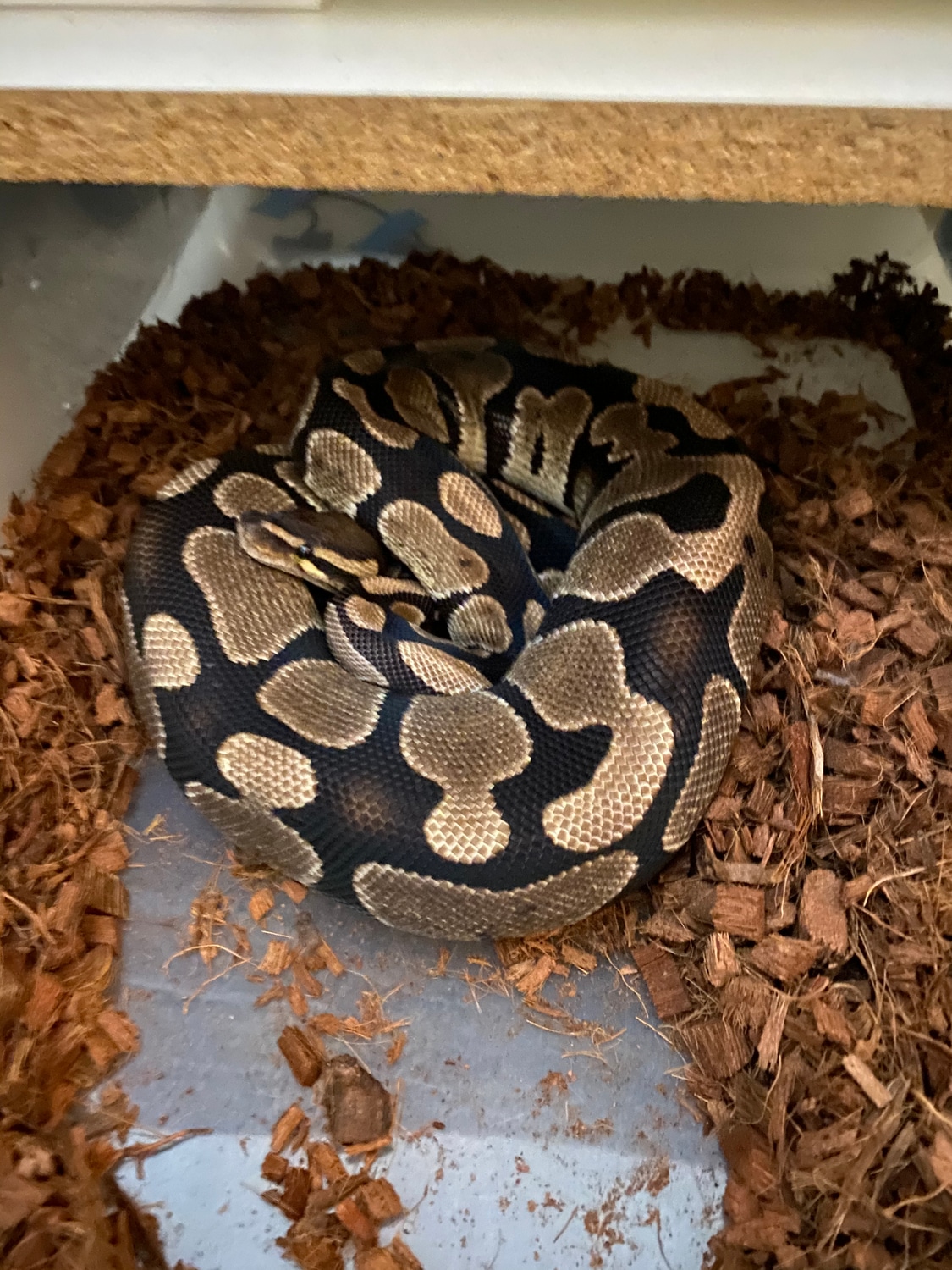 Joliff Tiger DH 100% Het Axanthic Joliff 100% Het Albino Ball Python by ...