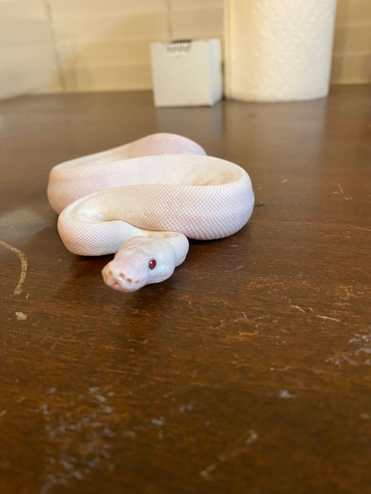 (Red Eyed) Lesser Mojave Bel Ball Python by Superlative Pythons