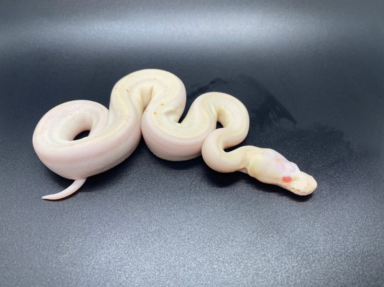 Albino Super Black Pastel 100% Het Pied (Red Eye Luecistic) AKA ...