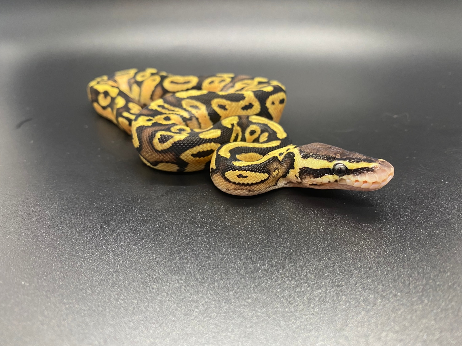 Pastel 100% Lavender Albino 50% Het Pied Ball Python by Superlative ...