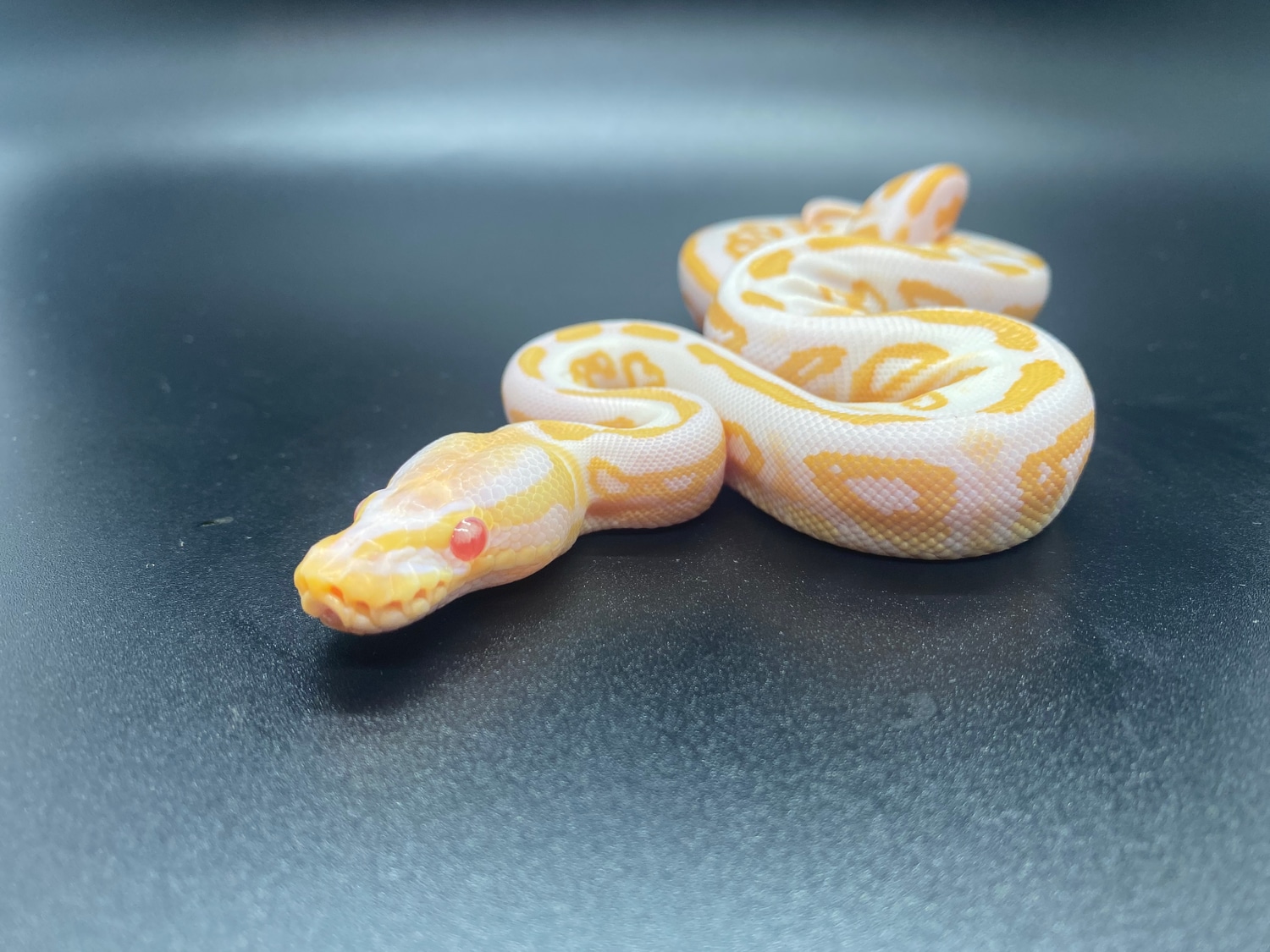 Albino Black Pastel 100% Het Pied Ball Python by Superlative Pythons ...