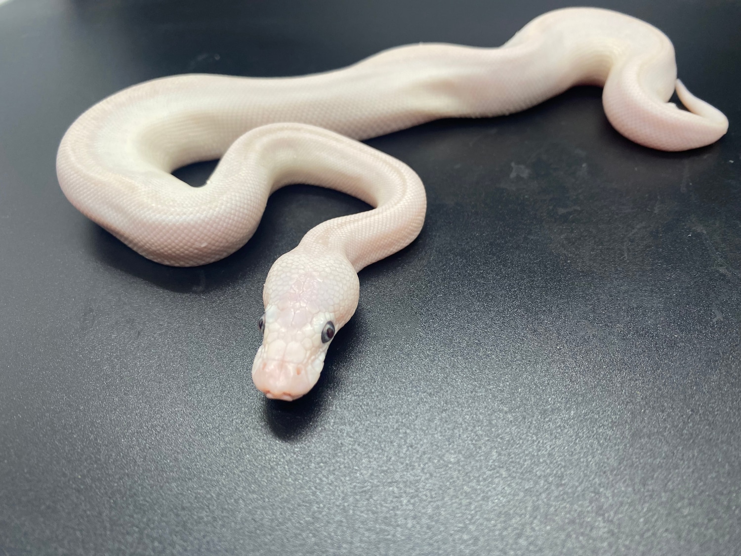 Lesser Mojave (Blue Eyed Luecistic) Ball Python by Superlative Pythons ...