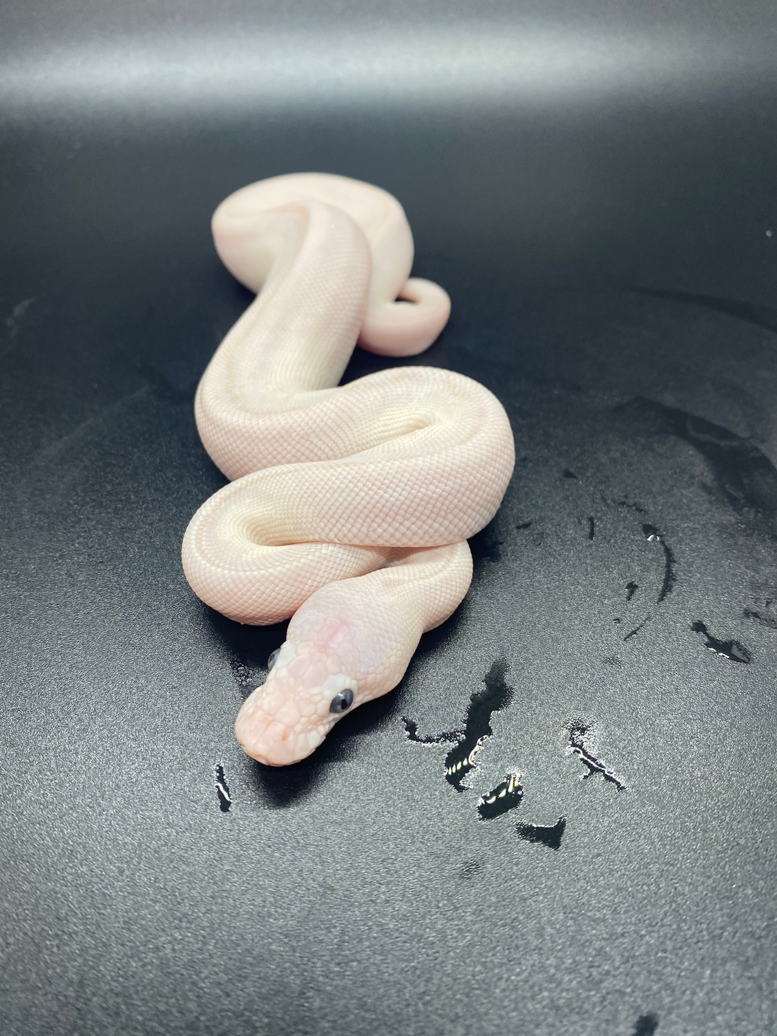 Lesser Mojave (Blue Eyed Luecistic) Ball Python by Superlative Pythons ...
