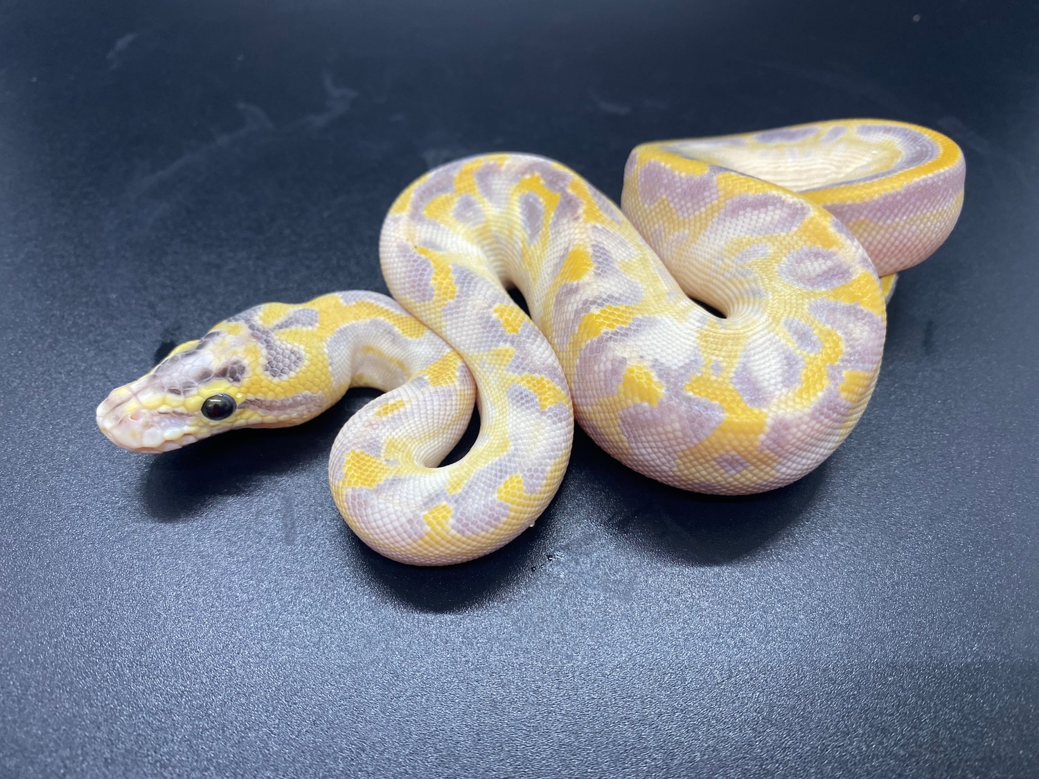 Superlative Pythons's Collection - MorphMarket