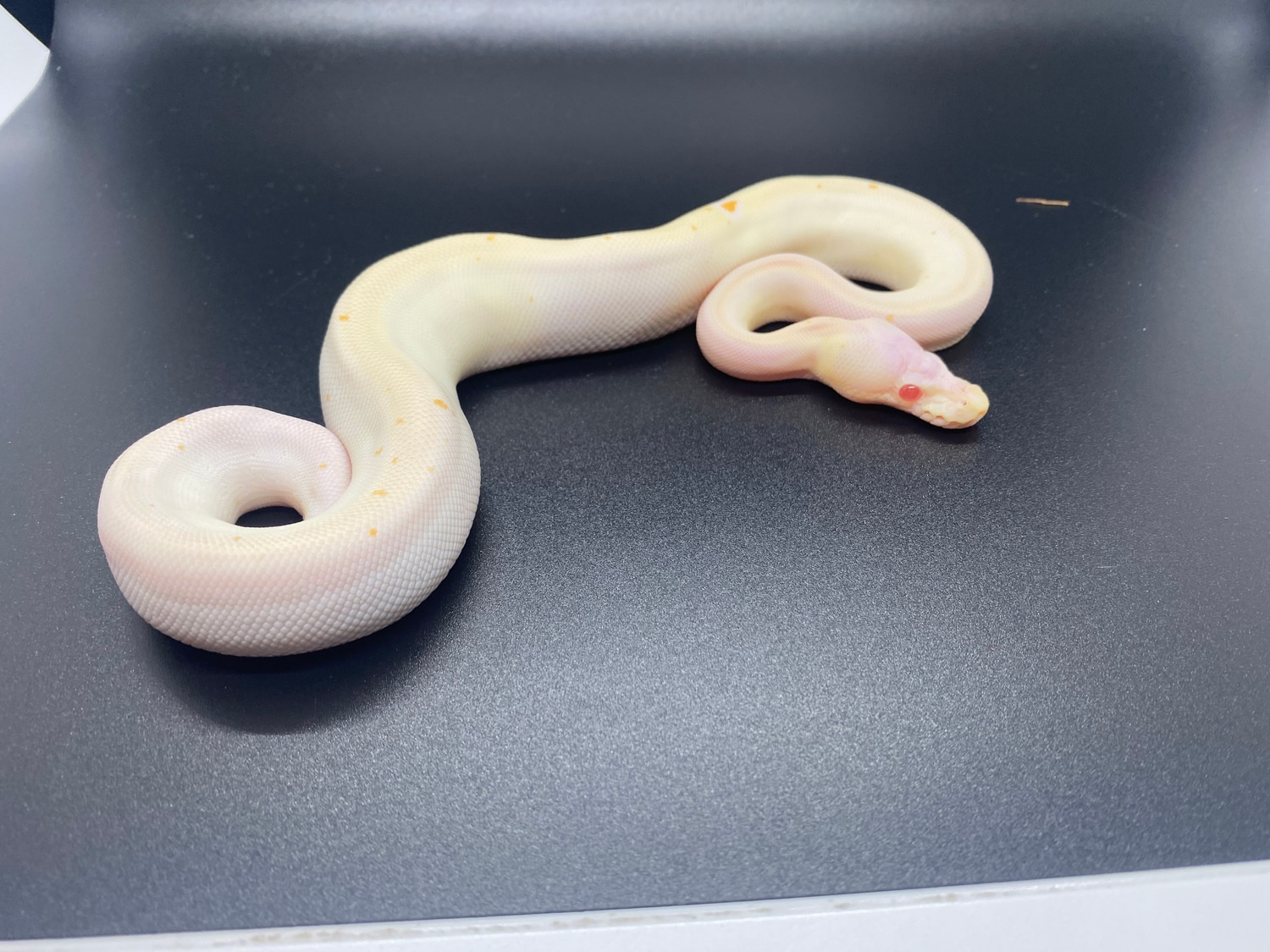 Super Black Pastel Albino 100% Het Pied (Blizzard ) Red Eyed Lucy Ball ...
